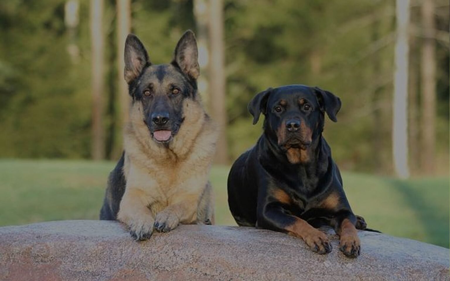 Home - Army Dog Center Pakistan